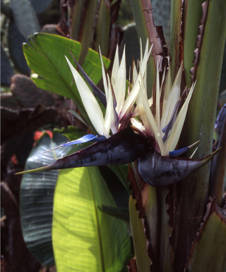 Feng shui experts say a white bird of paradise attracts greater recognition