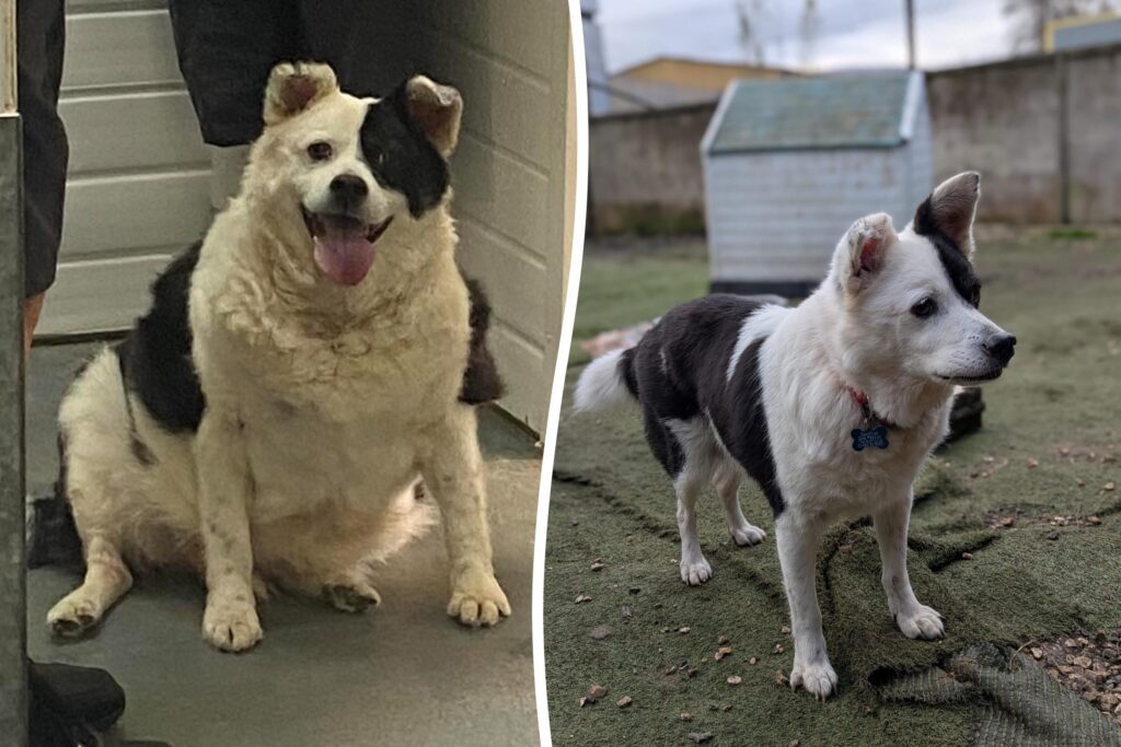 Morbidly obese dog fed pasta every night sheds half his body weight