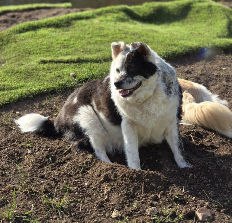 Morbidly obese dog fed pasta every night sheds half his body weight