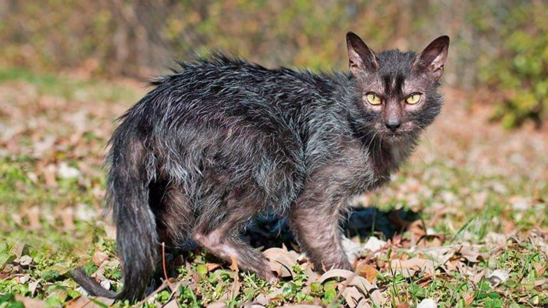 These cat breeds exist because humans got curious