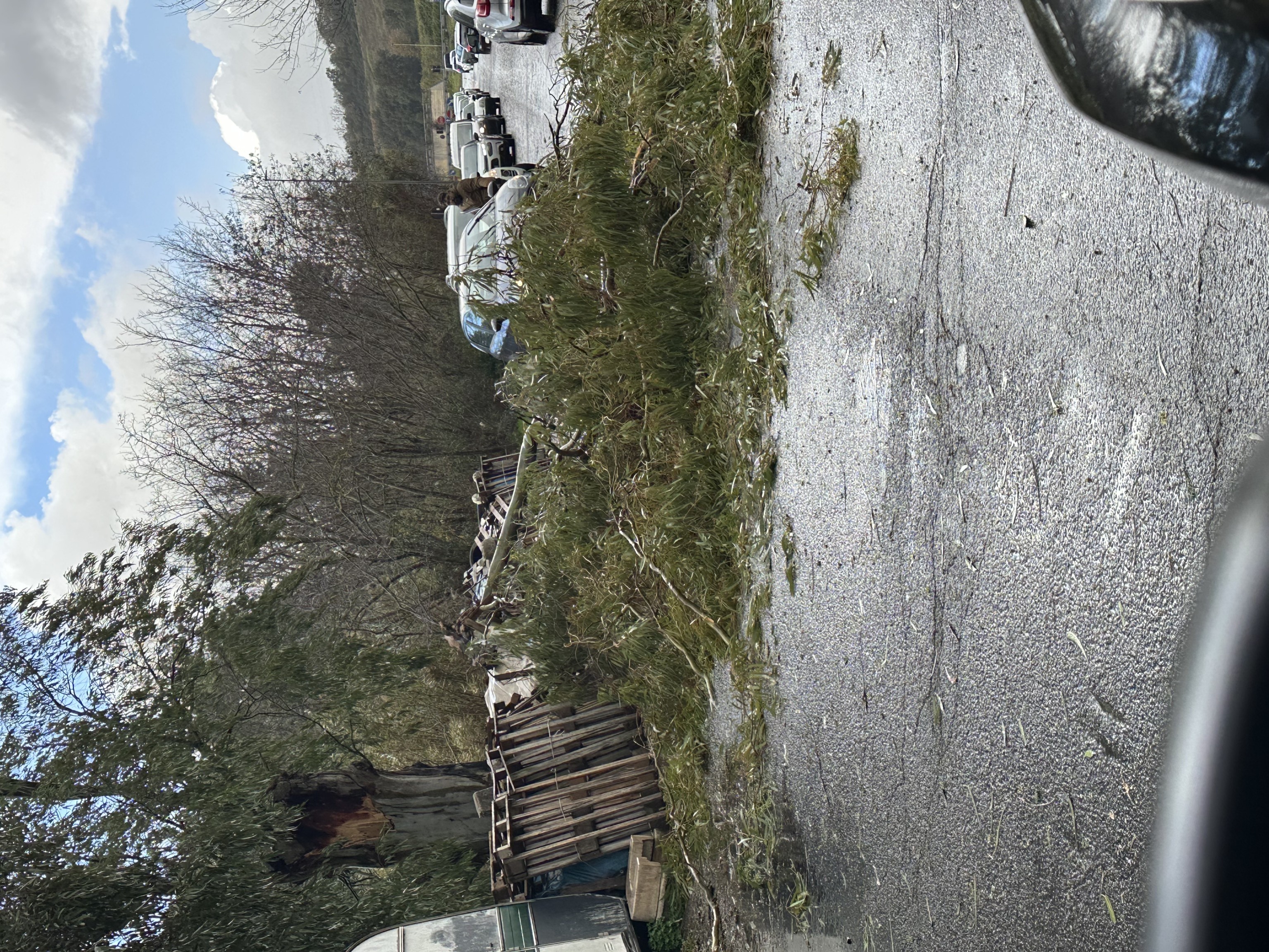 Maltempo nel Lametino, alberi caduti e disagi alla circolazione