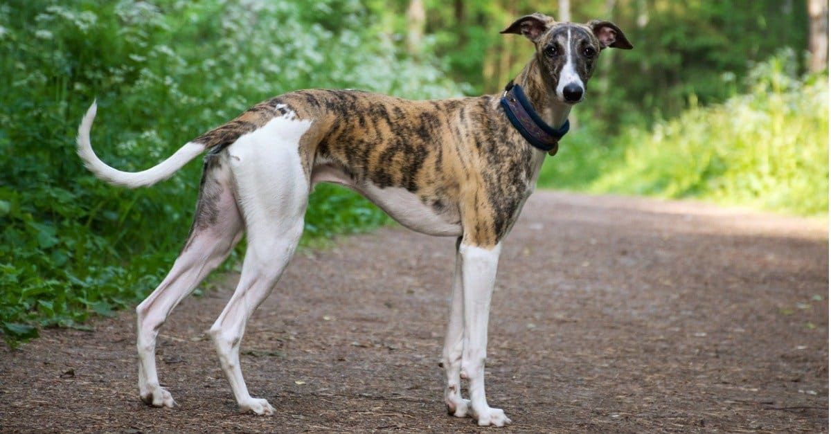 The dog breeds so tall, they turn heads everywhere