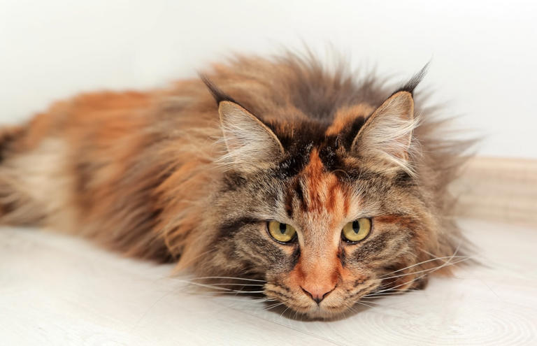 Tortie Maine Coon cat gives birth to the cutest little mini-me