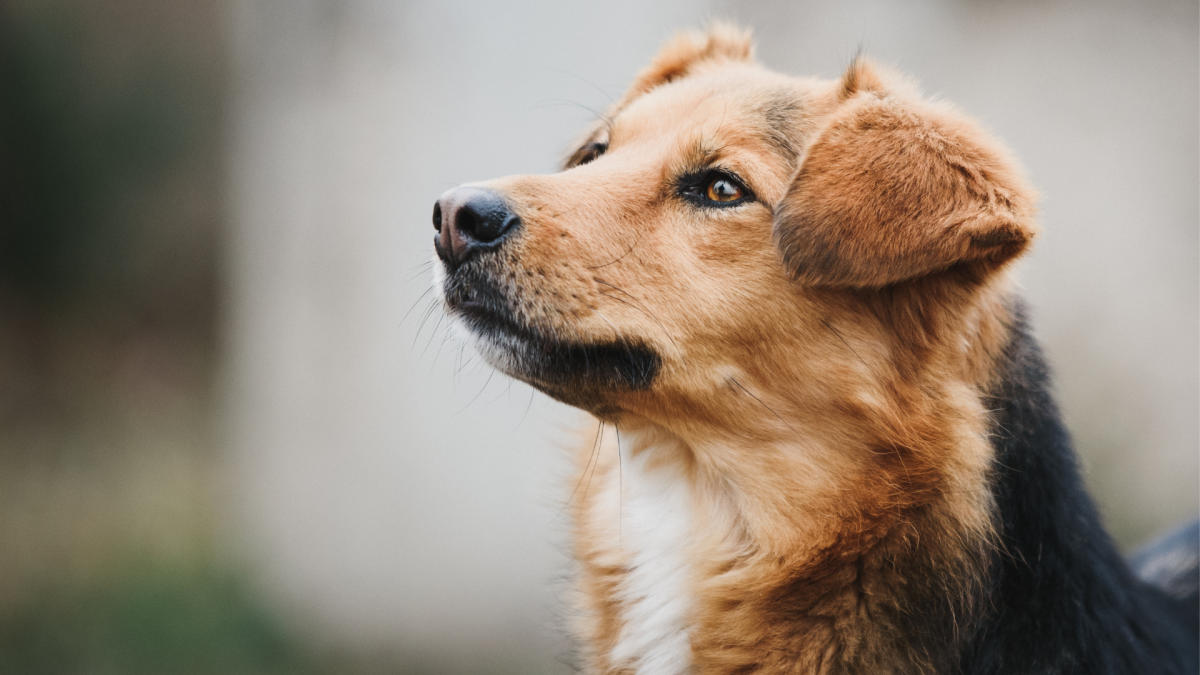 Rescue dog has hilarious way of letting mom know he wants her to join ...