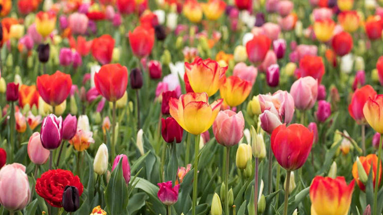 Why tulips signal more than spring after a hard winter