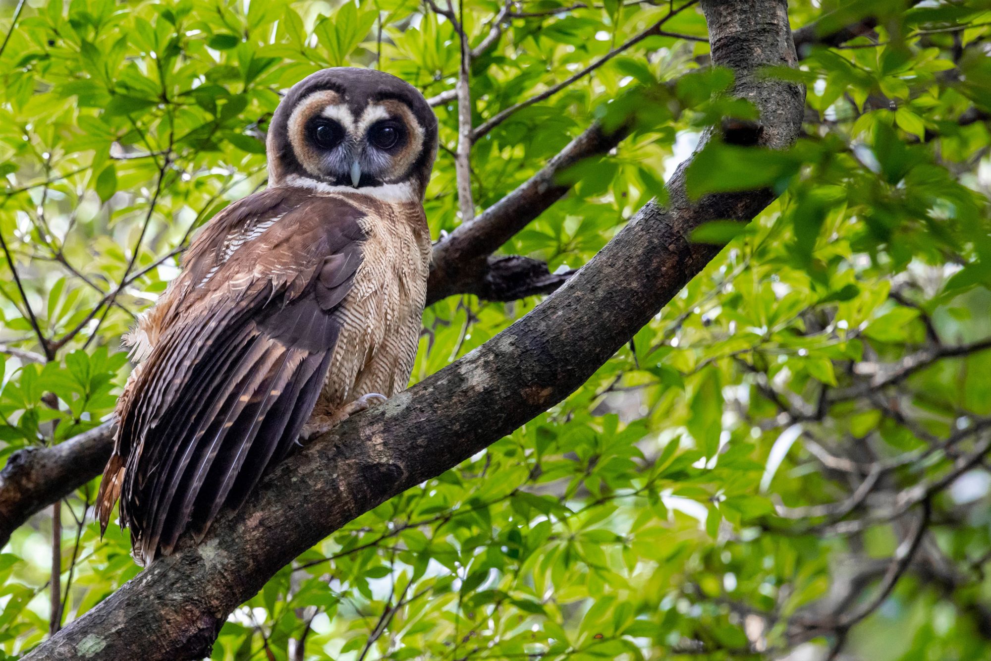 Native forest restoration project is literally, and figuratively ...