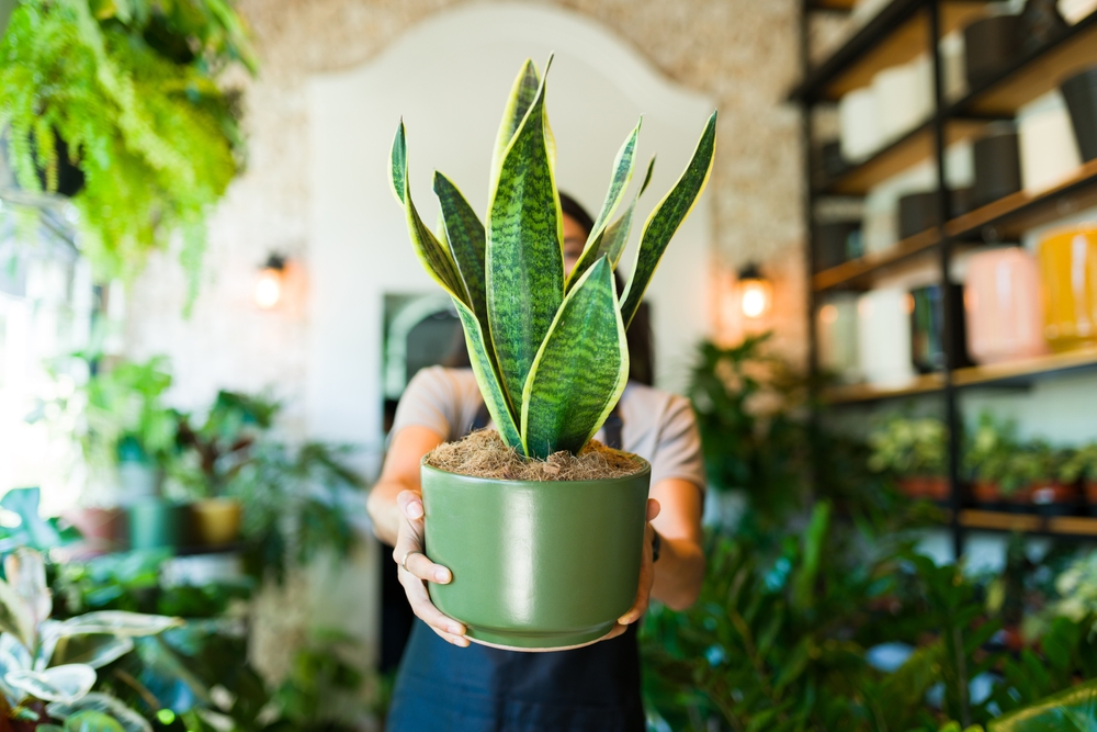 13 best floor plants that won't take over the room