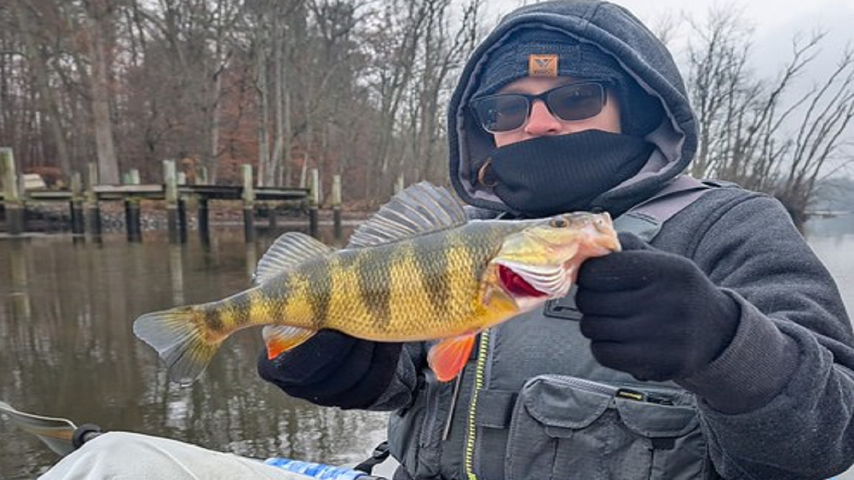 Perch rules tighten in MD waters