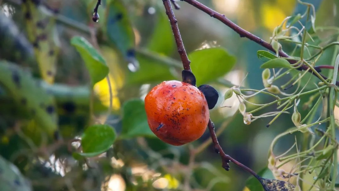 The forgotten fruit: 6 regional American varieties missing from ...