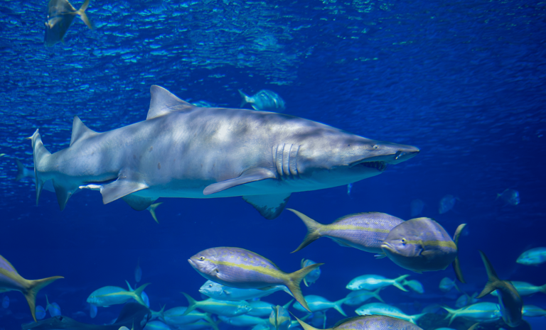 This forgotten mass extinction event rewrote the future of marine life ...