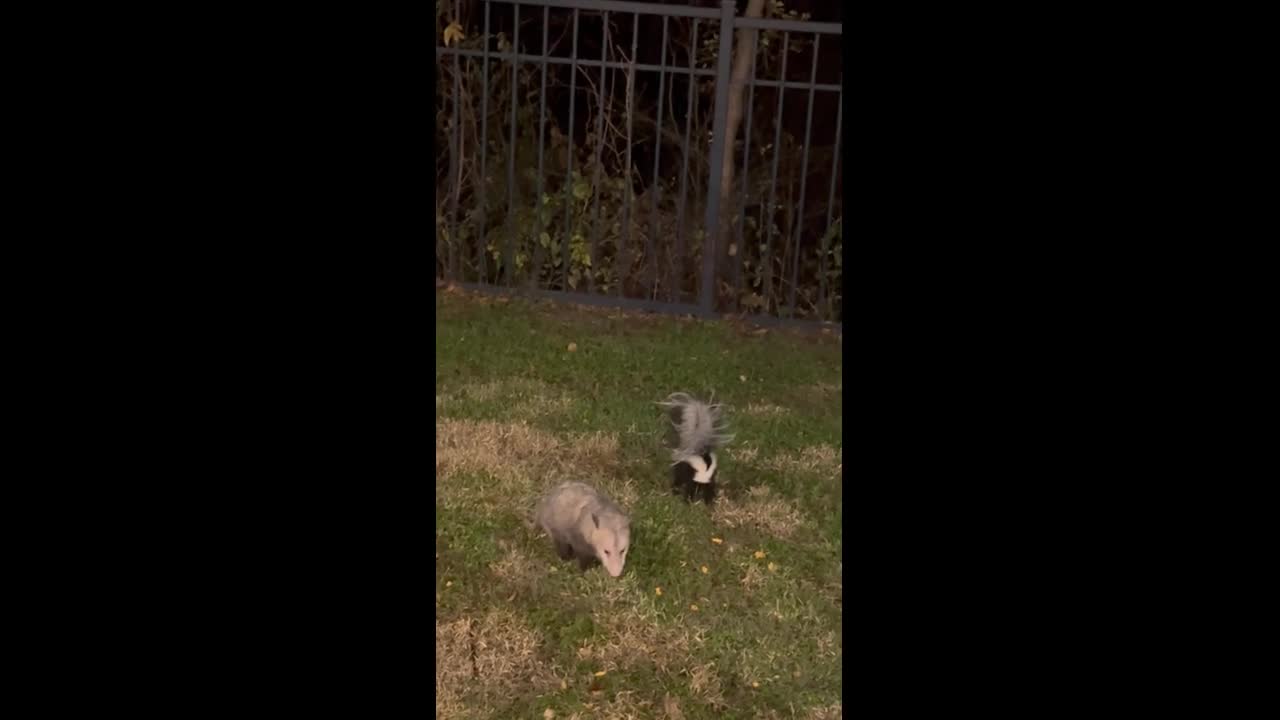 Skunk attacks opossum during balcony snack in Round Rock, USA