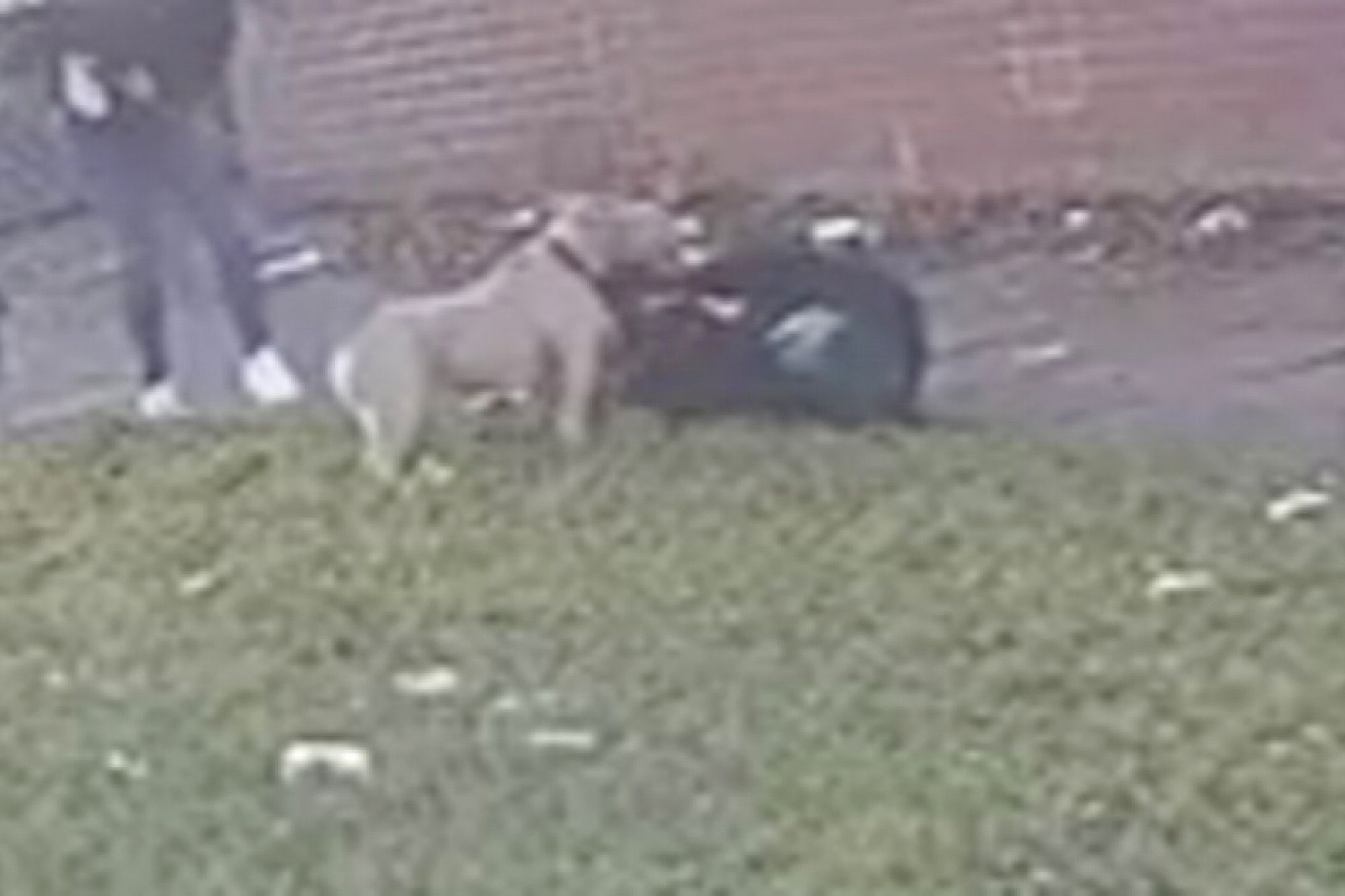 Woman bitten and knocked to the ground by ‘out-of-control’ dog in violent attack