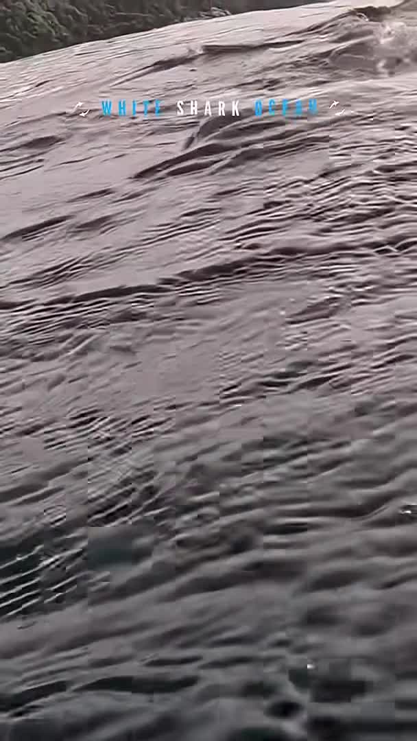 Great white shark checks out the buoy