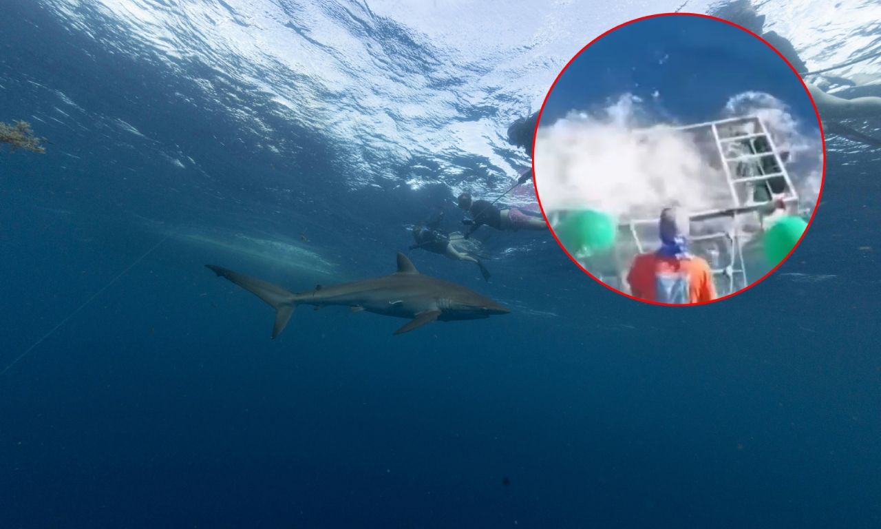 ¿Sobrevivió? Tiburón se mete a jaula de buzo en mar de Isla Guadalupe ...