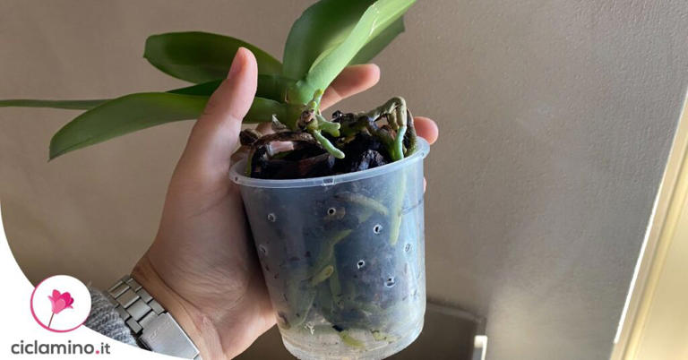 Questo vaso di plastica è il vero grande problema che hai con l’orchidea