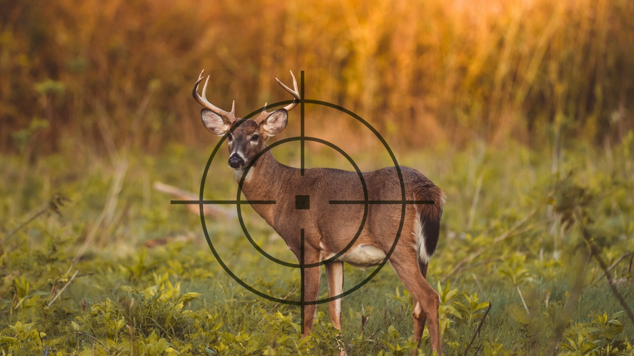 Where to aim on a deer for a clean kill — the shot placement most ...