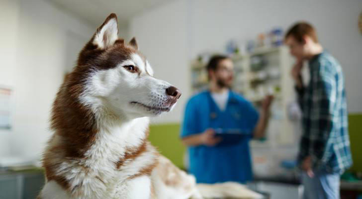 'Pet poverty' strikes 1 in 7 US pet owners as the average lifetime cost ...