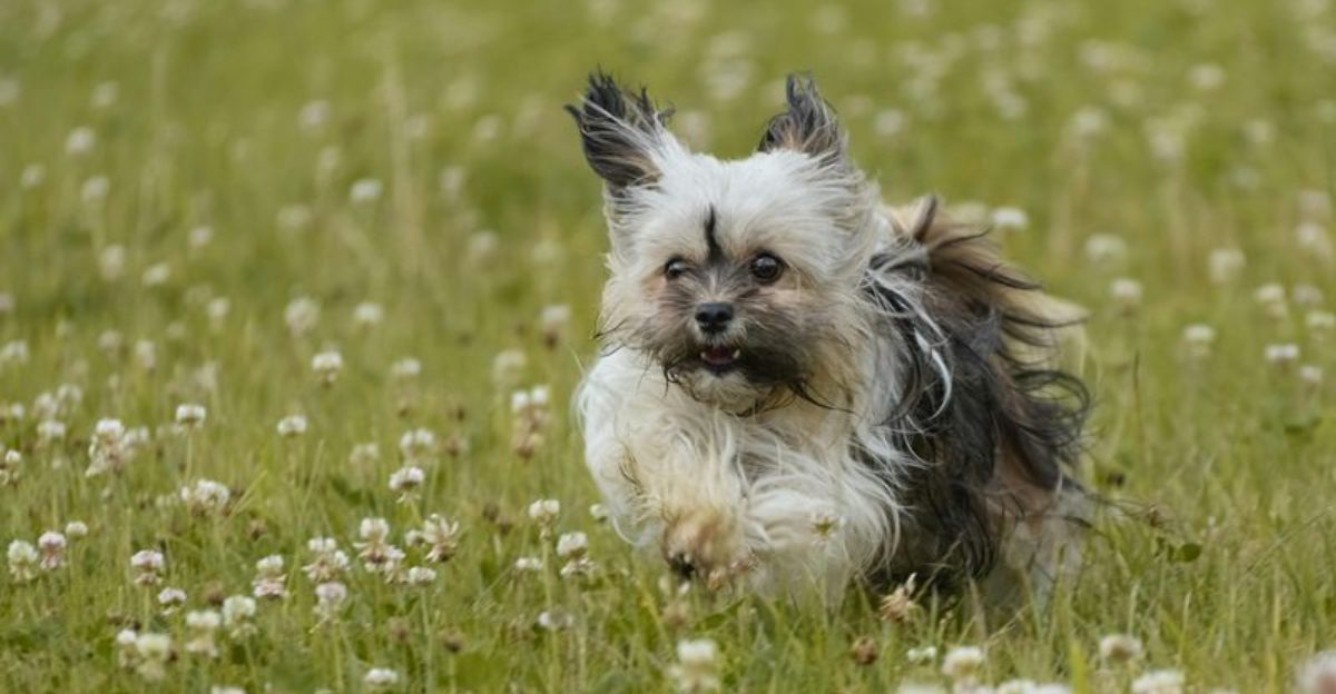 People who regret their first dog often say they skipped these 10 breeds