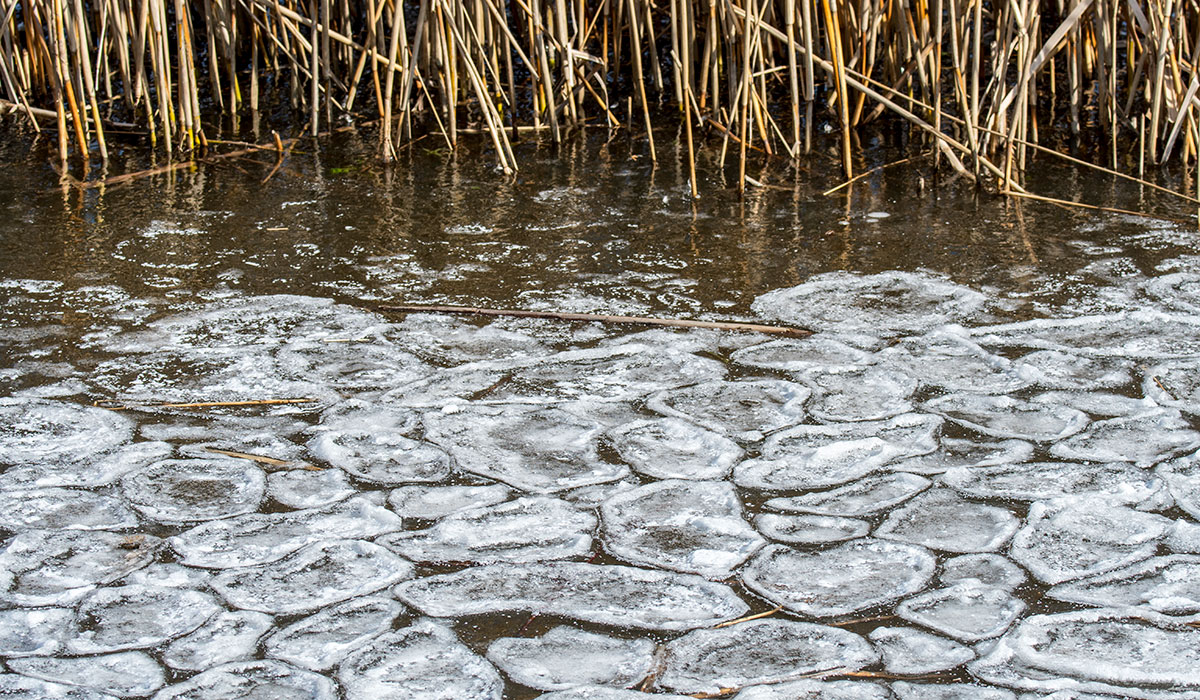 Flippin’ freezing! Icy pancakes take over Co Tyrone River