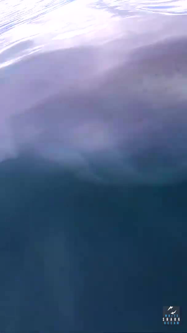 Great white shark glides effortlessly under the surface #shorts