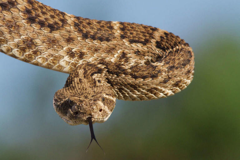 First-ever rattlesnake found in a Texas county surprises scientists