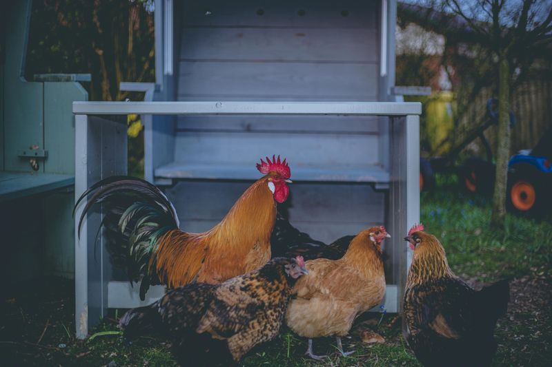10 low-maintenance farm animals for small spaces