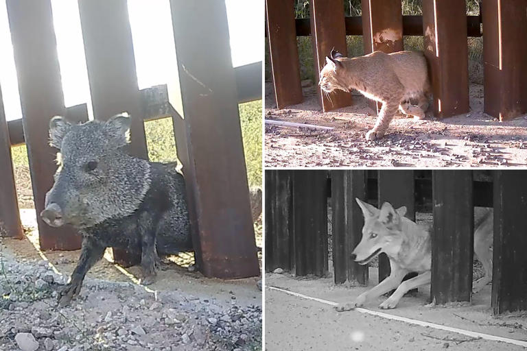 Controversial 'doggie doors' built into US-Mexico border wall ...