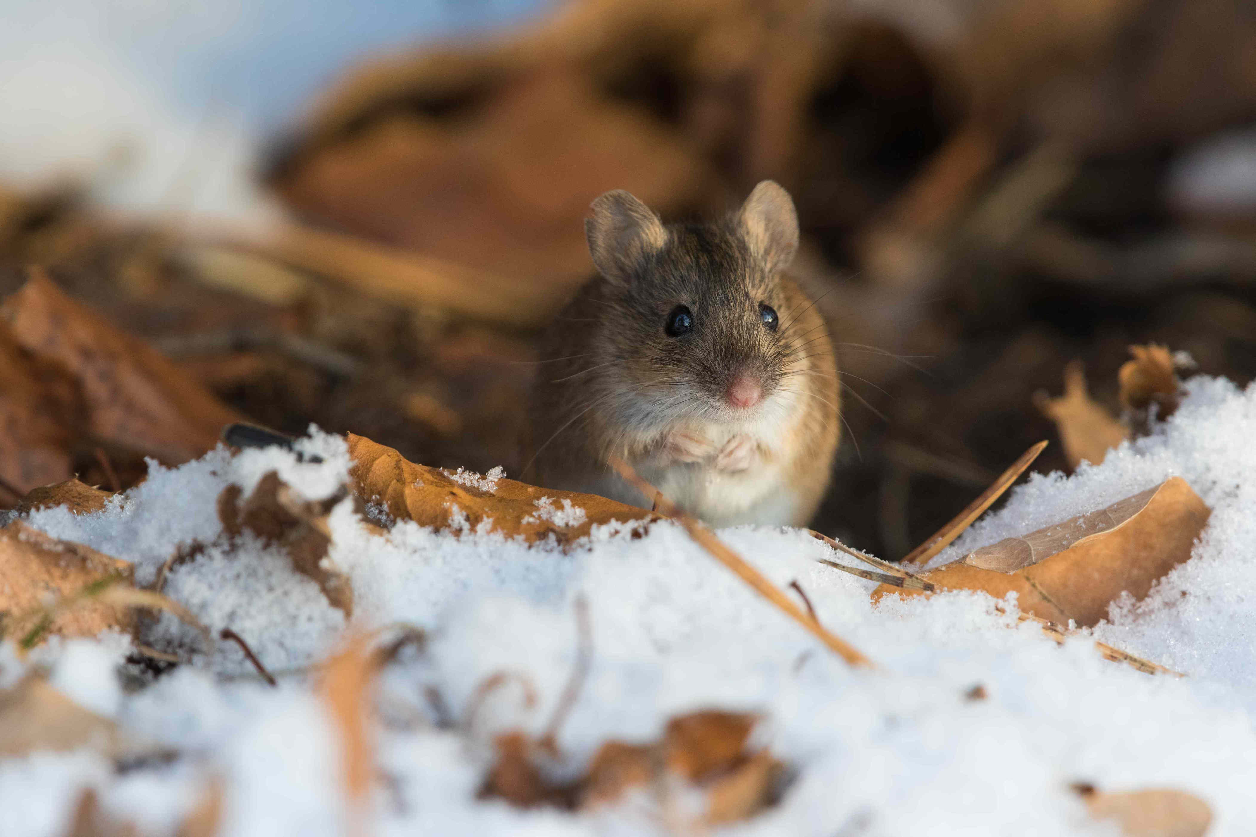 Seeing more mice this winter? Here's why—and what helps