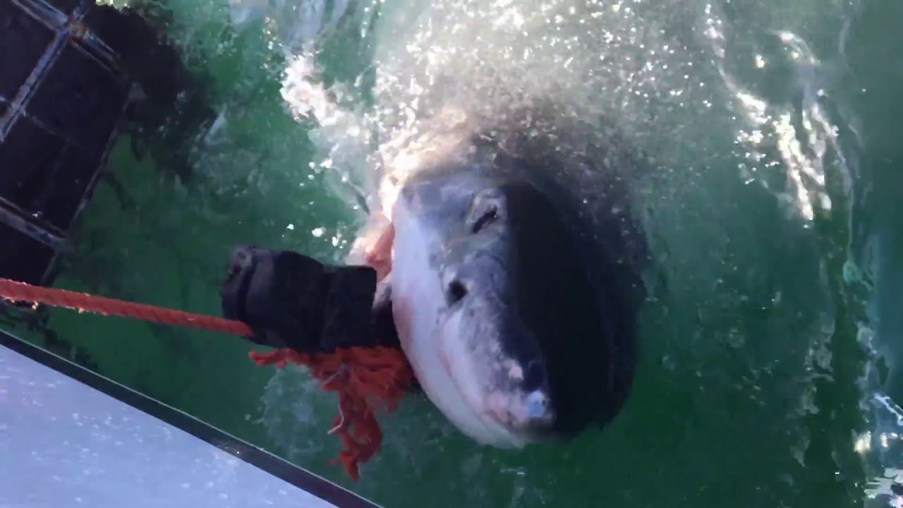 Great white shark Kelly Cali demonstrates power