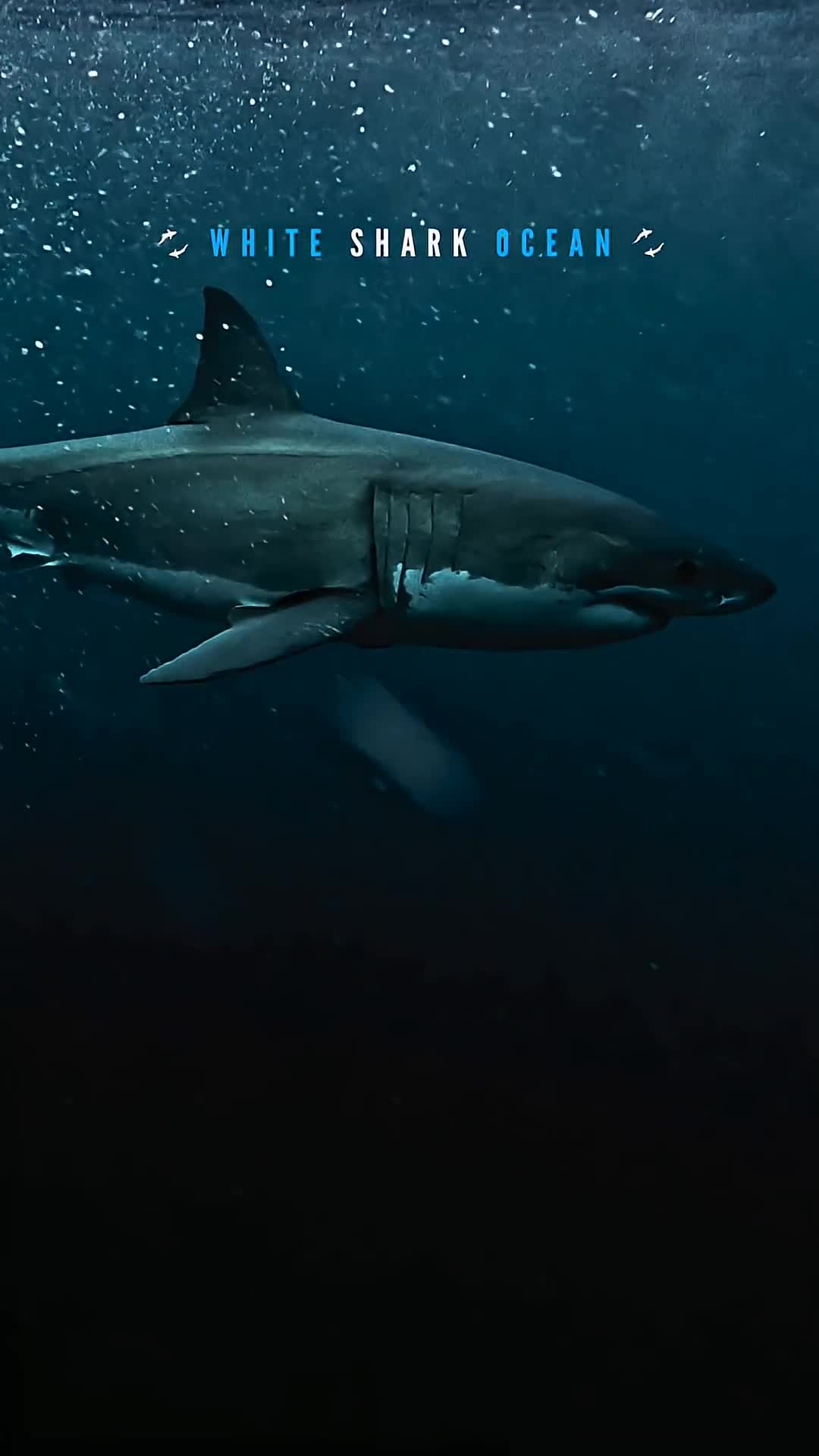 Great white in dark blue water