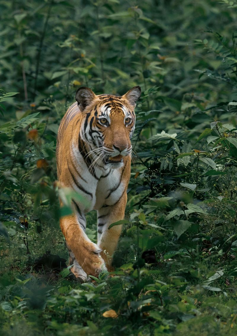 10 coloring patterns in the jungle that have secret survival purposes
