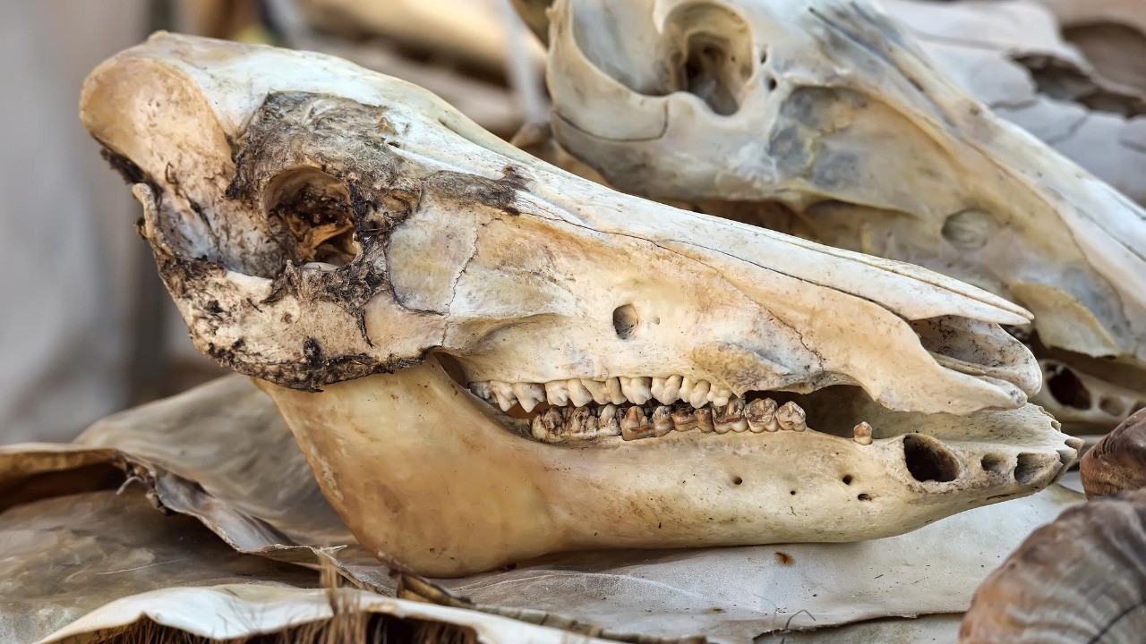 Ancient bees built nests inside animal bones, scientists say