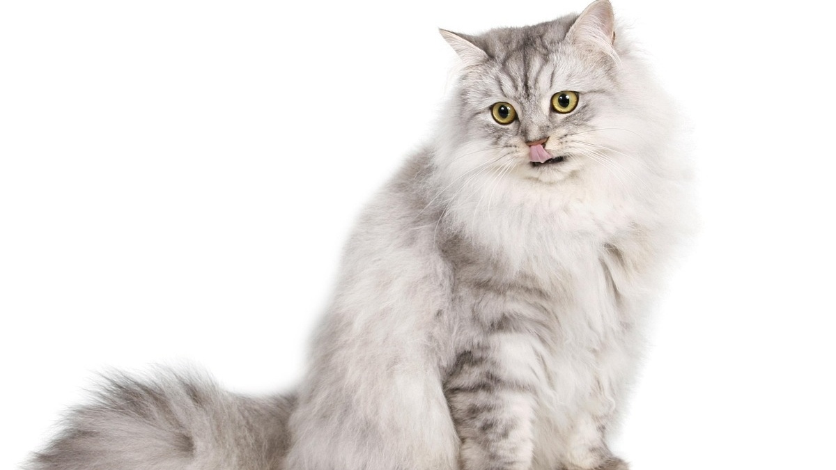 Razones divertidas pero verdaderas por las que los gatos te ignoran ...