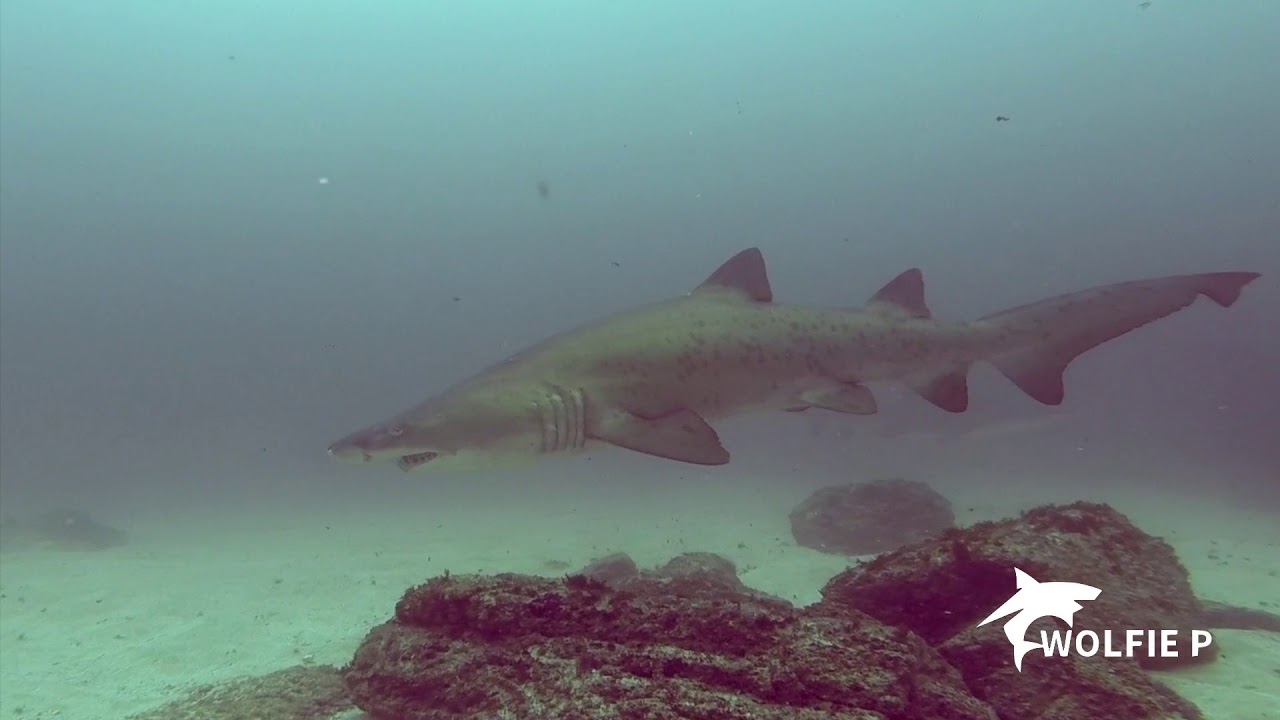 Fun times chasing Raggy's