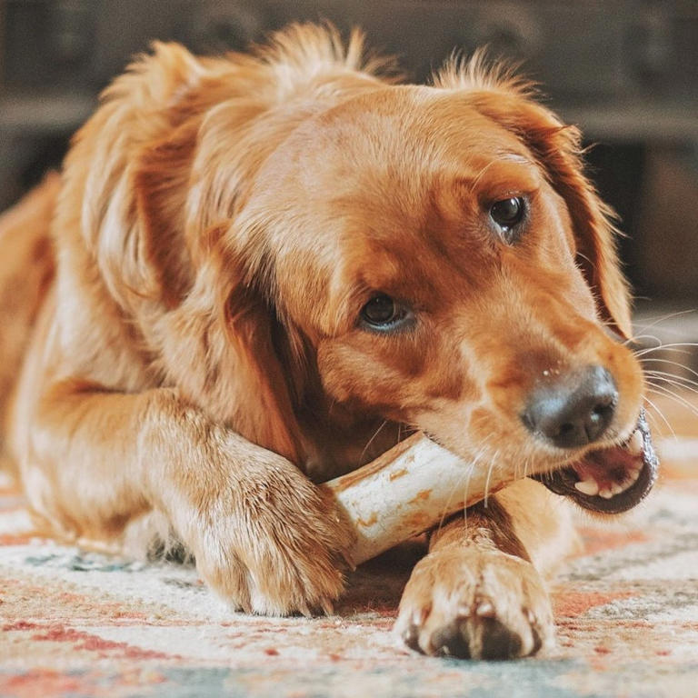 31 useful pet products from Chewy that are actually worth purchasing ...