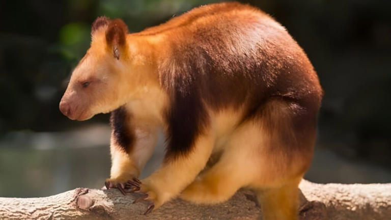 Endangered kangaroo species spotted in Indonesia after 90 years