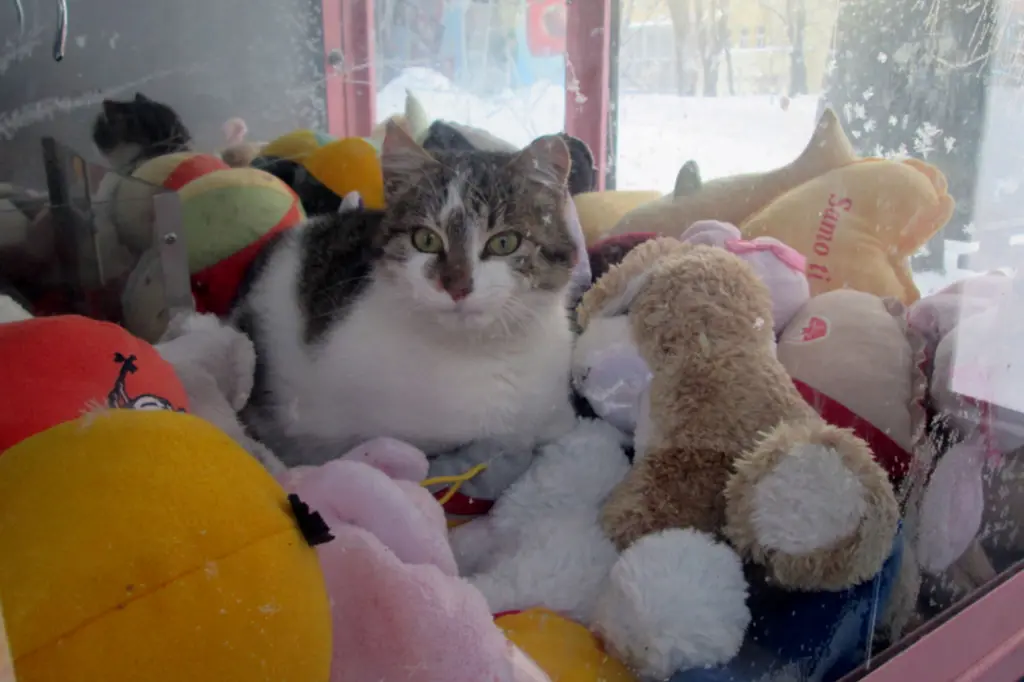 Funny cat gets stuck with all its toys so takes a nap
