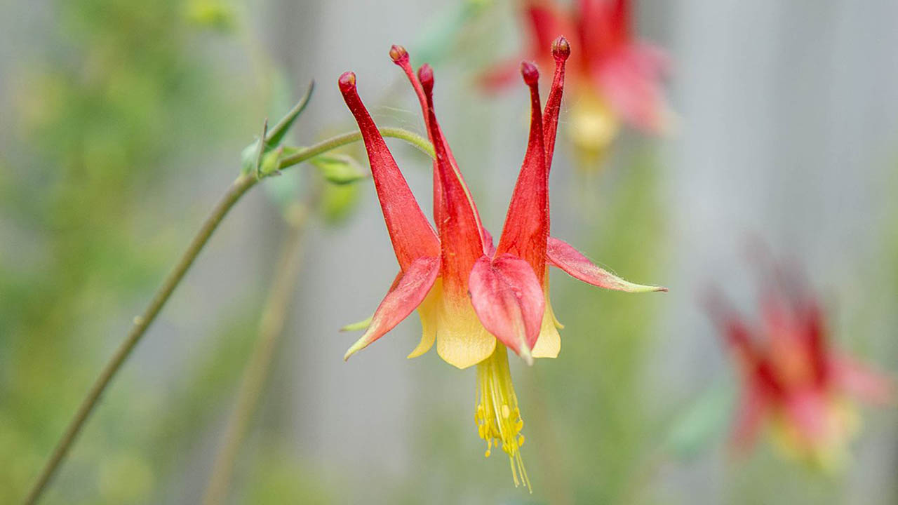 7 bare-minimum plants that thrive in native gardens