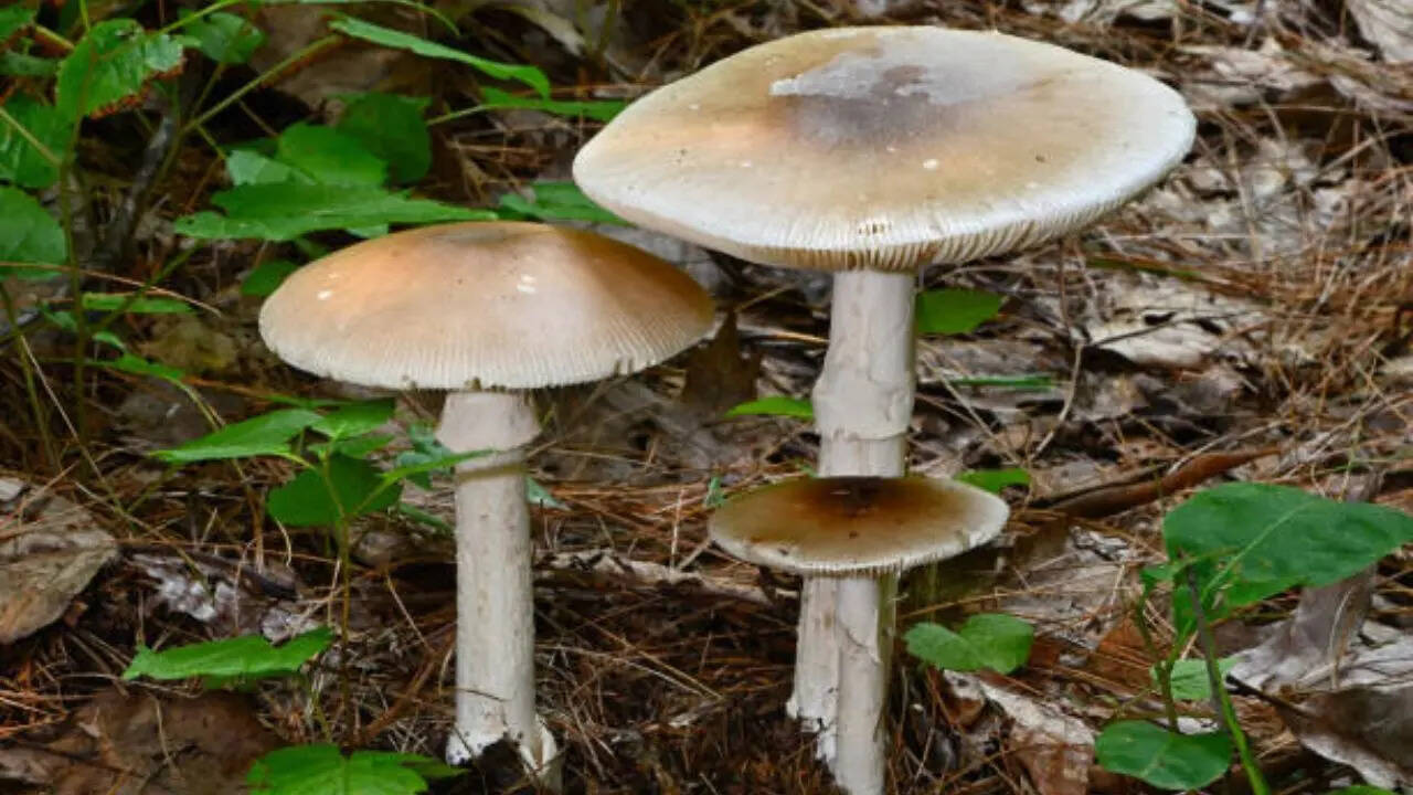 California Resident Dies of Death Cap Mushroom Poisoning; What Is This ...