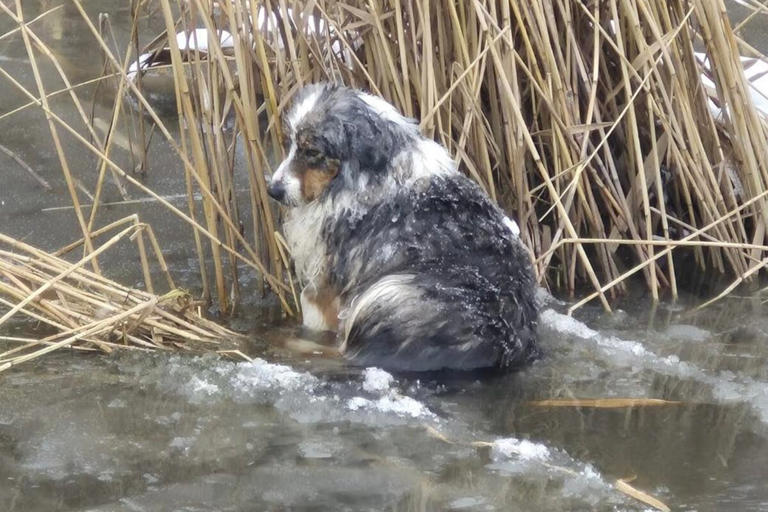 Hund eingefroren: Feuerwehr rettet Tier vor dem Tod