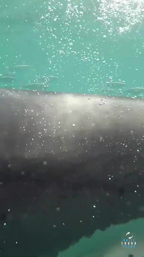 Great white shark showing his teeth #shorts