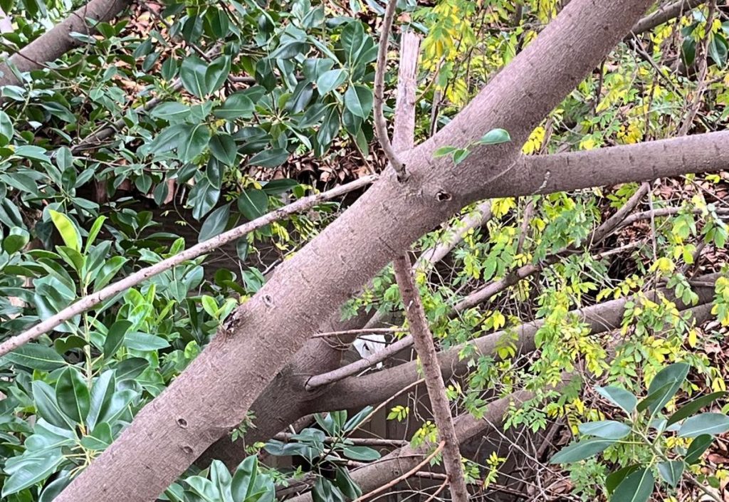 Maltempo a Messina, crolla un albero sul tetto di Palazzo Formento