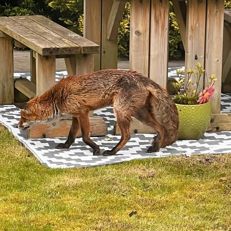 Homeowner shares photos as unexpected visitor begins to frequent their ...