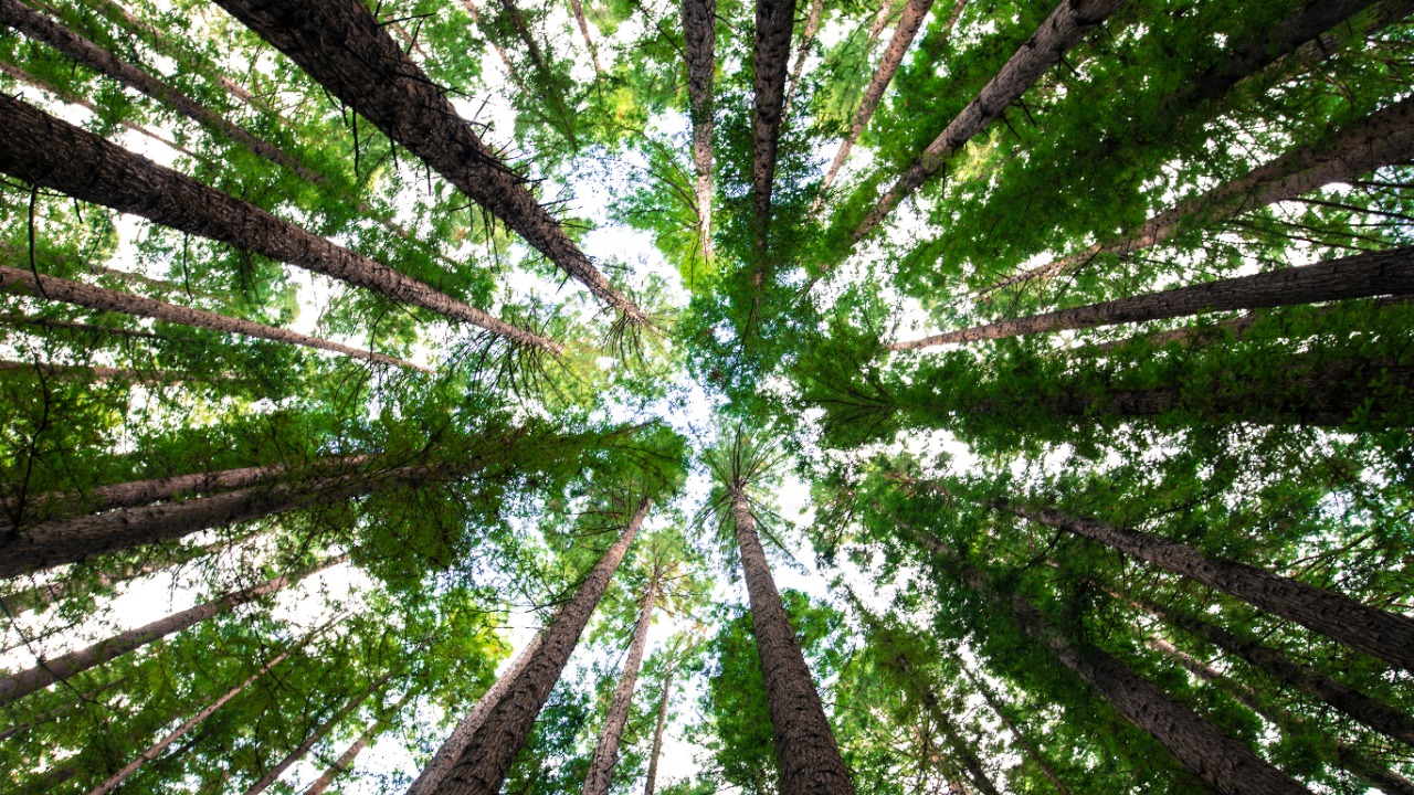 Tree-bark microbes can clean air by removing greenhouse and toxic gases