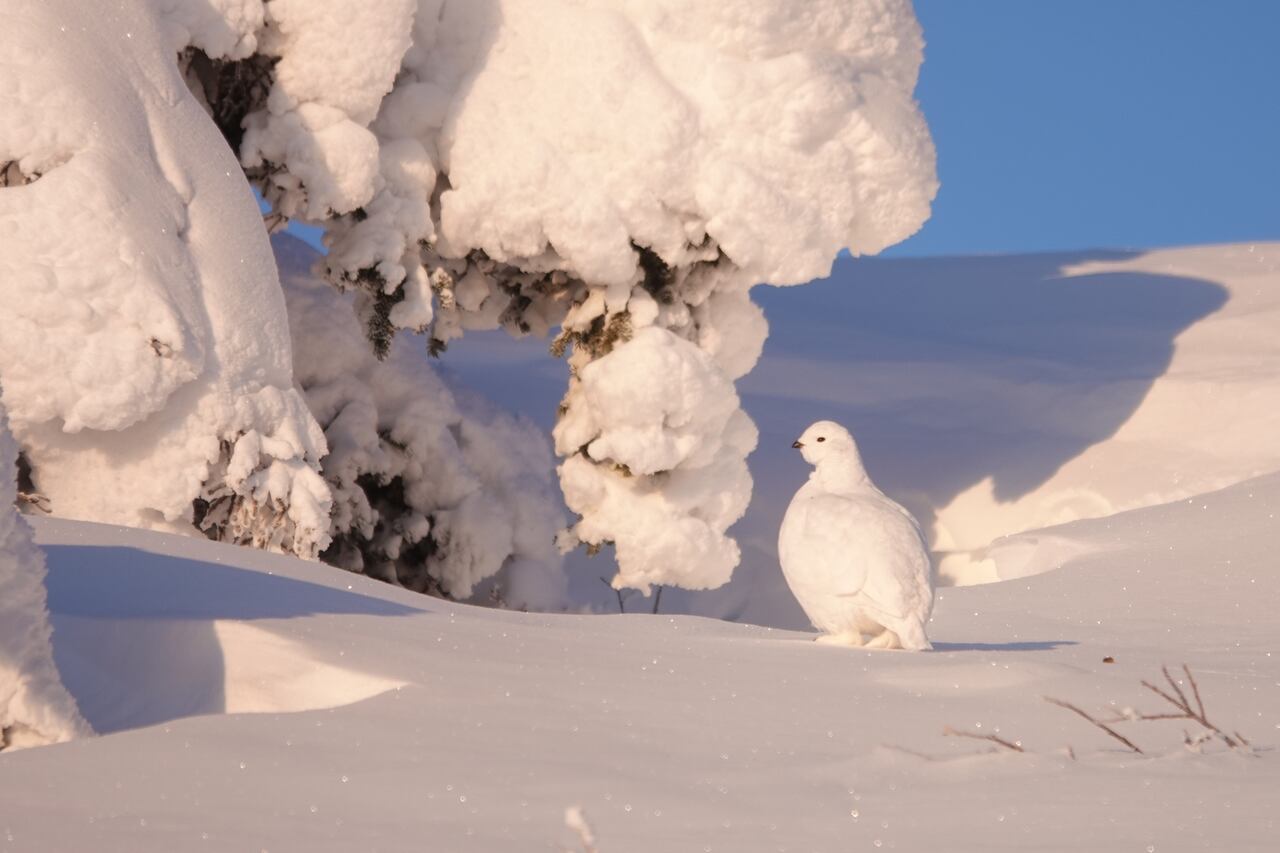 Birder makes rare sighting of a white-tailed ptarmigan during the 2025 ...