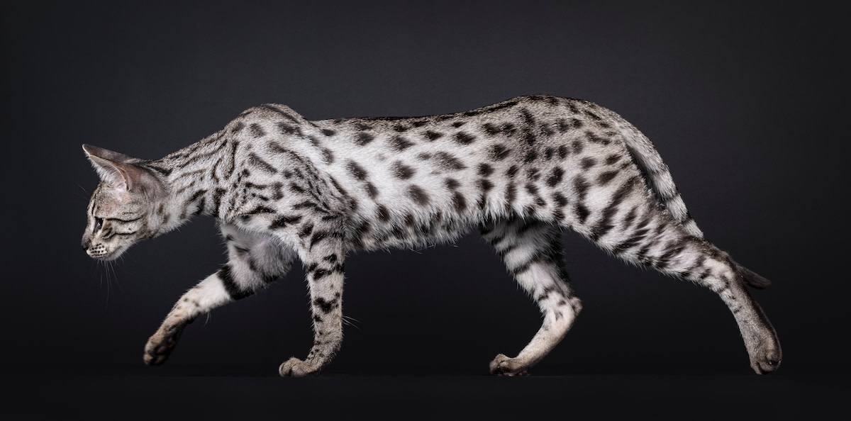 Gigantic, snuggly silver Savannah cat is an absolute unit