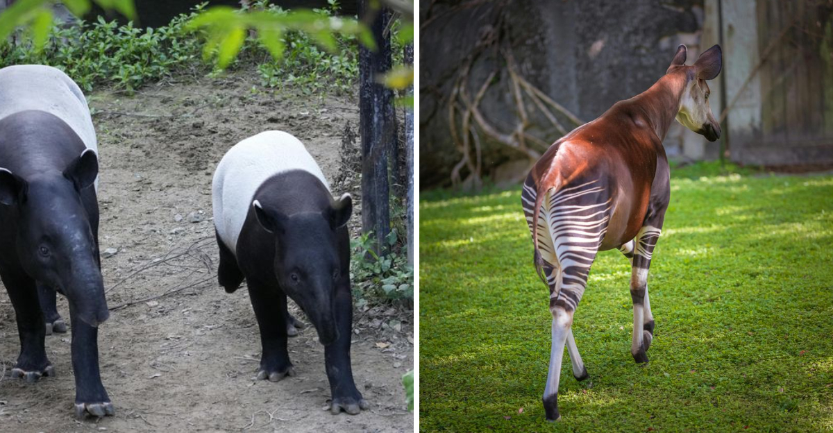 10 coloring patterns in the jungle that have secret survival purposes