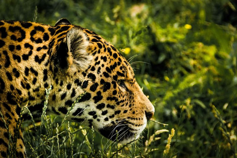 10 coloring patterns in the jungle that have secret survival purposes