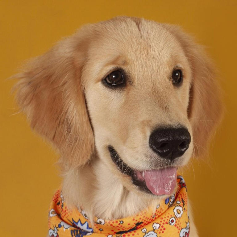 Why does my dog give me that look? 10 vet-backed reasons explained