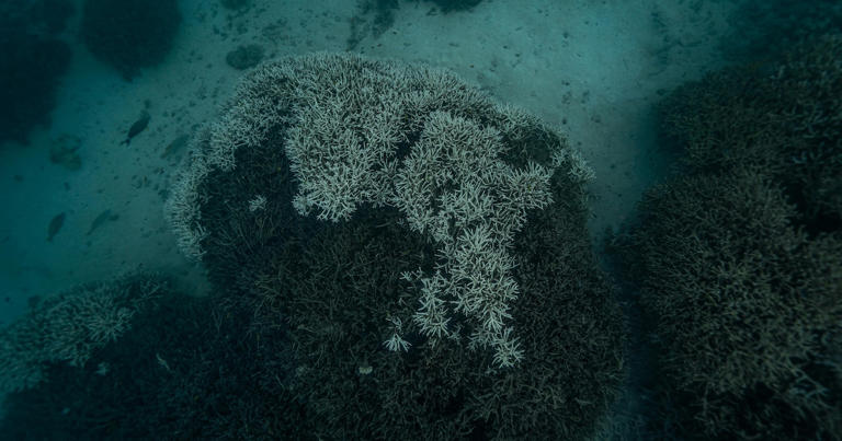 Marine heatwave leads to the extinction of two critically endangered ...